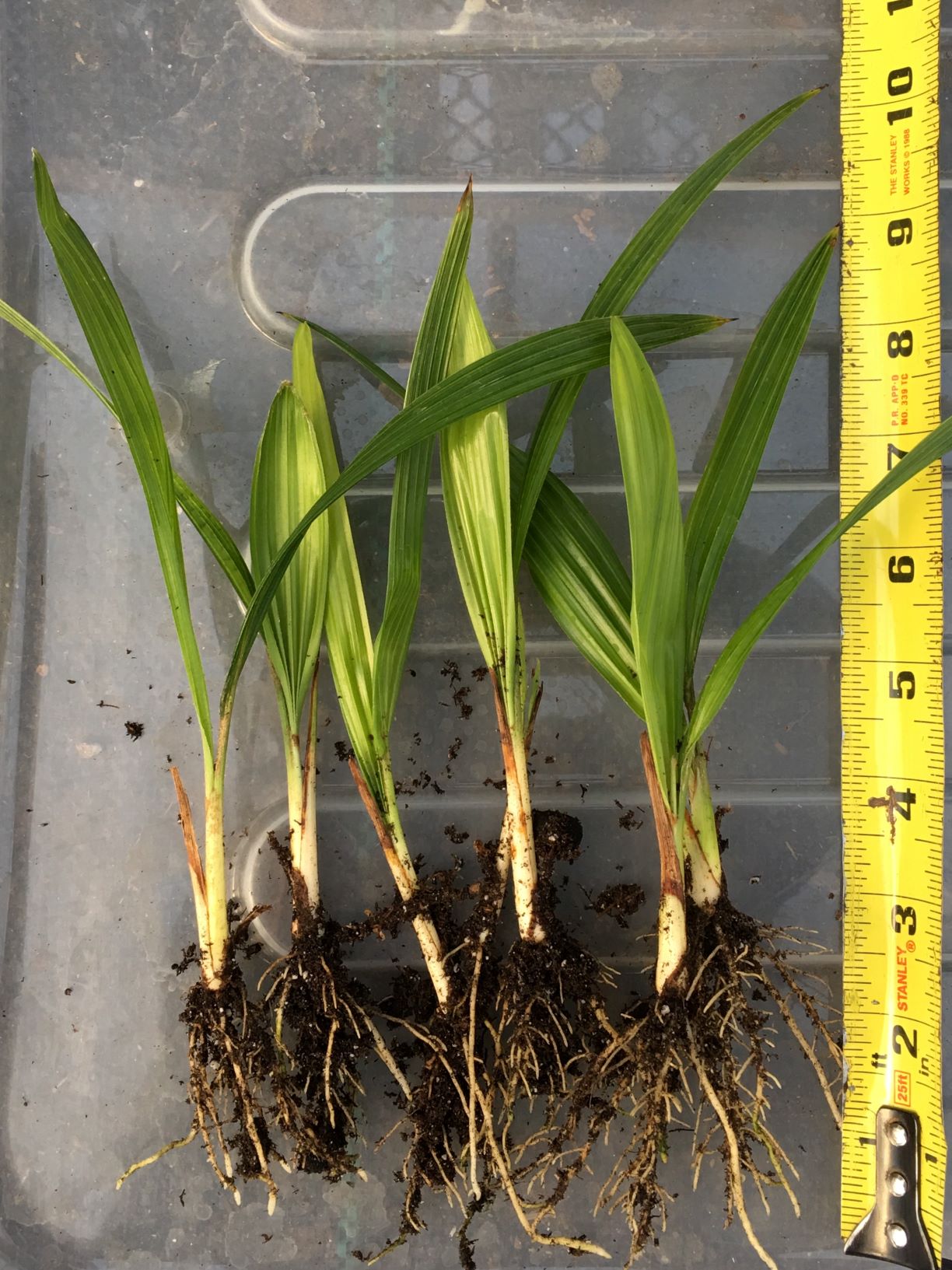 Waggie XL 4 – Cherry Point Palms & Nursery